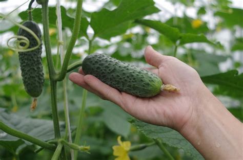 ხელს უშლის ნახშირწყლების ცხიმებად გარდაქმნას ყველაფერი რაც კიტრის