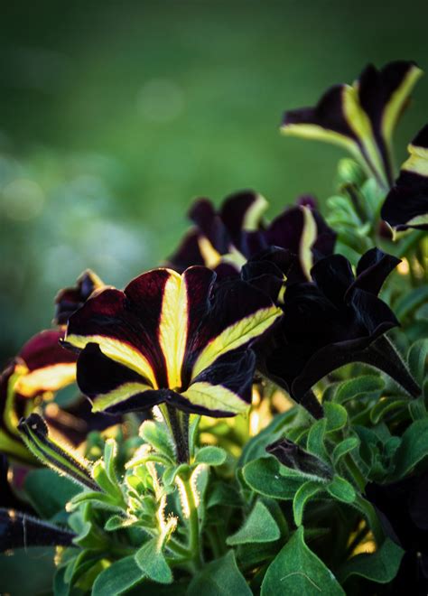 무료 이미지 자연 분기 꽃잎 녹색 식물학 검은 노랑 플로라 관목 피튜니아 매크로 사진 꽃 피는 식물 발코니 플랜트 밤새도록 Bvb 09