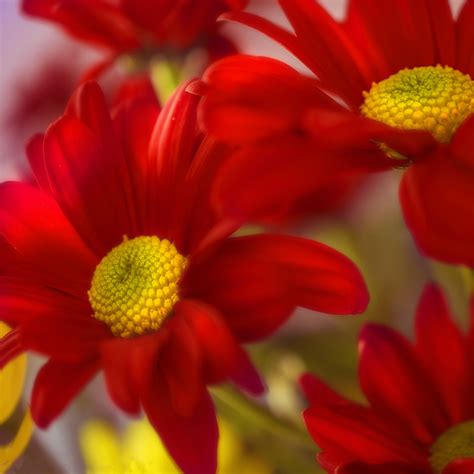 Red Daisy Symbolic Meaning