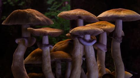 Brianna Beach Based On A True Story