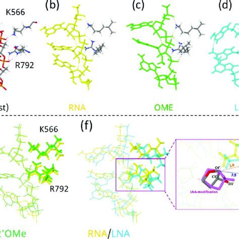 Computational Prediction Of The Unmodified 2′ Ome Modified And