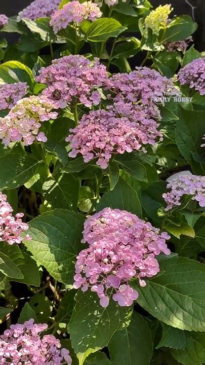 гортензия аиша сад цветы ландшафтныйдизайн Youtube