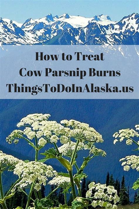 Stay Safe In Alaska Beware Of Cow Parsnip Burns