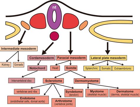 Embryologic Sclerotome Vs Dermatome Patterns Dermatomes Chart And Map