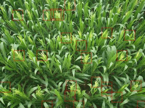 Detection Results Of Different Algorithms Under The Same Scene A