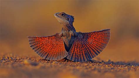Frilled Lizard With Frill Extended A Dynamic Image Of A Frilled Lizard With Its Frill Extended