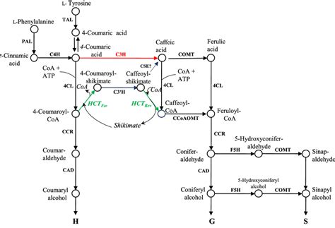 The Monolignol Pathway In B Distachyon In This Model Two Different
