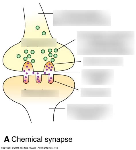 Chemical Synapse Diagram Diagram Quizlet