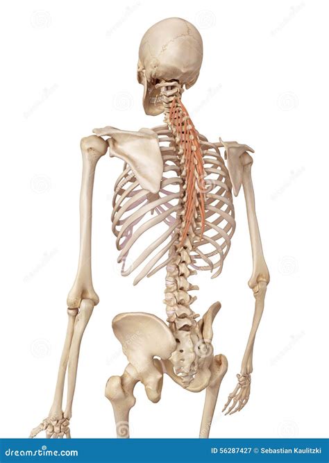 The Semispinalis Thoracis Royalty Free Illustration 162290685