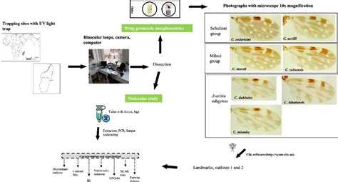 Block Diagram Of The Study Download Scientific Diagram