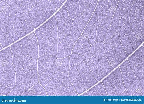 Leaf Texture Pattern For Spring Background Environment And Ecology