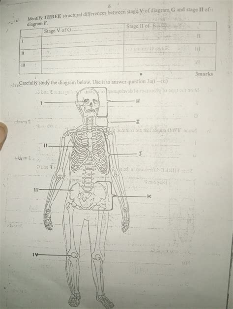 6 Ii Identify Three Structural Differences Between Stage Y Of Diagram G And Stage Ii Of If