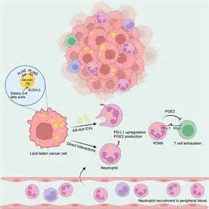 Immunity：张翔团队揭示三阴性乳腺癌耐药新机制——肿瘤来源的花生四烯酸重编程中性粒细胞促进免疫抑制和治疗耐药 腾讯新闻