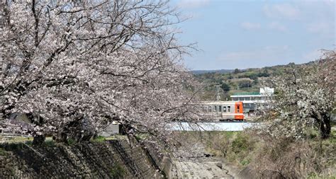クラちゃん On Twitter Rt Ja819061 岳南電車と桜🌸