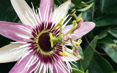 Eynsford Gem Mediflora