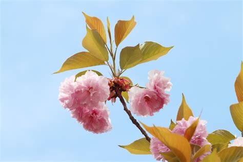春天绽放的樱花 免费可商用图片 CC0素材网