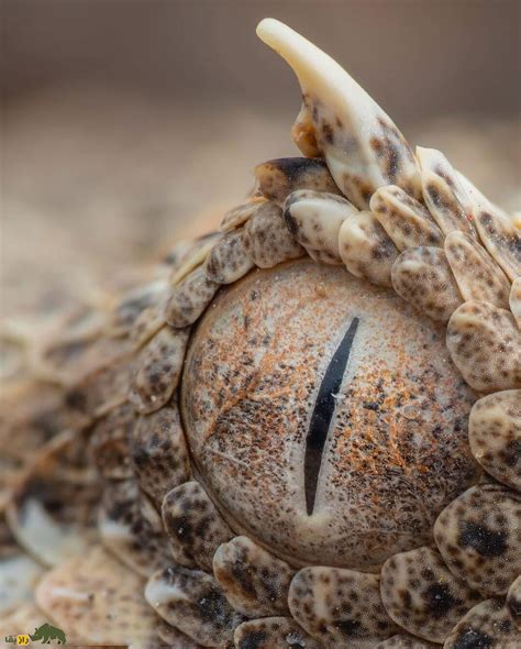 تصاویر افعی شاخدار؛ تصاویر بسیار نزدیک از زیباترین و مرگبارترین مار جهان