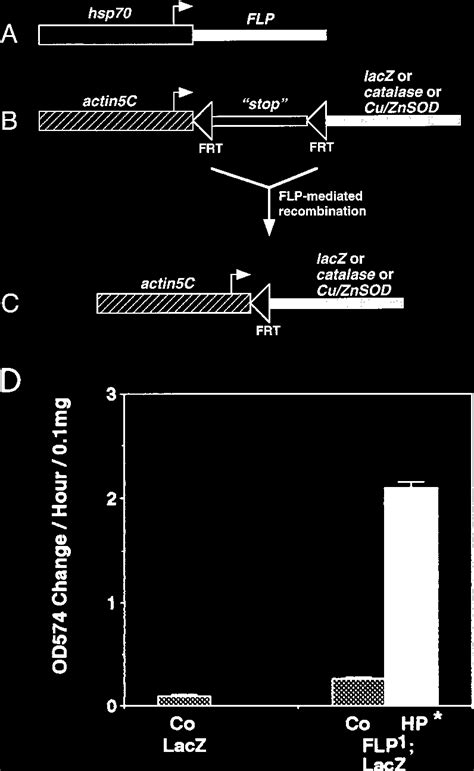 Flp Out System A Hsp70flp Construct In The Flp 1 Transgenic Line