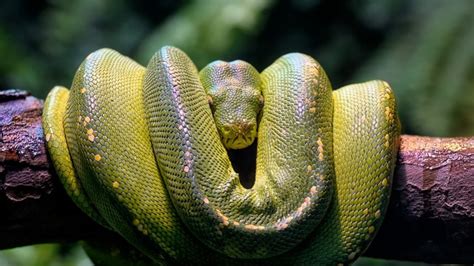 Codon Python Compiler Verspricht 10 Bis 100 Fache Leistung Golemde