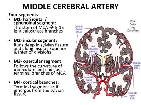 Cerebral Blood Flow Varun