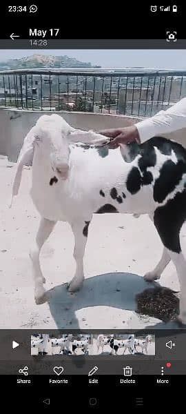 Rajanpori Bakra Kassi Goats 1087844079