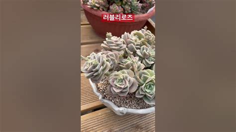 러블리로즈 합식 ️ 다육 다육식물 다육이 다육이키우기 다육초보 Succulents 多肉植物 다육화분 다육이금 Plants Flowers 임영웅