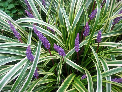 Liriope For The Front Bed Border Plantas De Follaje Plantas Jardin Jardineria Y Plantas