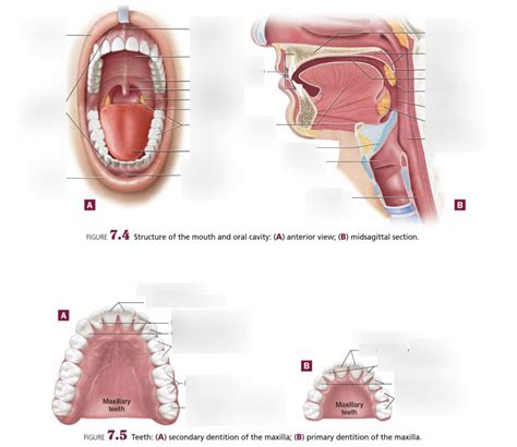 Teeth Pg 114 Diagram Quizlet
