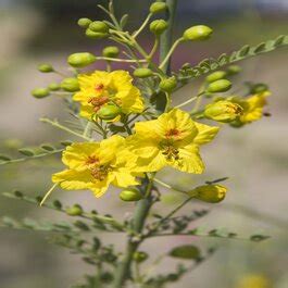 Desert Museum Palo Verde Cercidium X Desert Museum Monrovia Plant