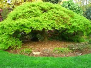 Best Trees With Multiple Trunks Images On Pinterest Flowering