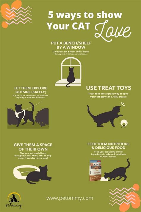 Cat Care Tips Tricks Artofit