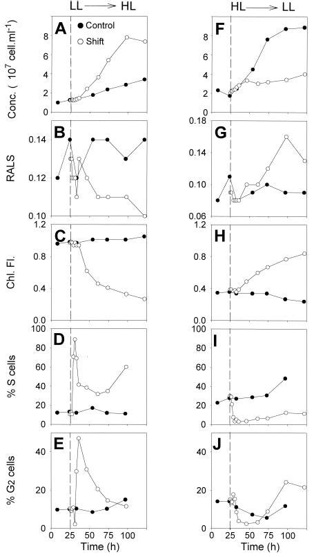 Cell Cycle Regulation By Light In Prochlorococcus Strains Pmc