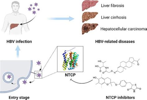 Hbv Journal Of Medicinal Chemistry X Mol