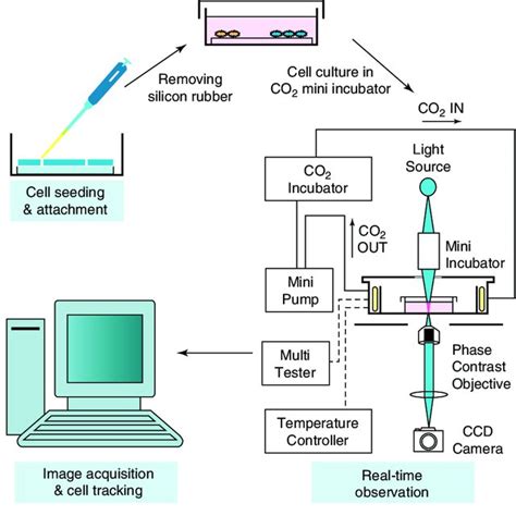 Experimental Procedure Of Individual Cell Migration Assay And Schematic