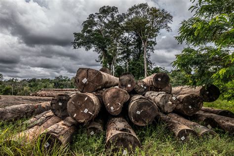 Illegal Logging