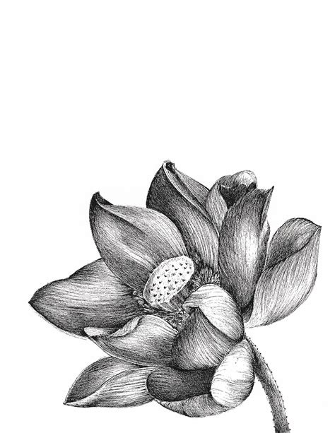 Drawing Lotus Black And White Pen Art Art Print Note Card Flower Wall