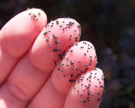 🔥 A Red Springtail Looks Exactly Like A Raspberry R Natureisfuckinglit