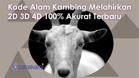 10 Kode Alam Kambing Melahirkan 2d 3d 4d 100 Akurat Terbaru