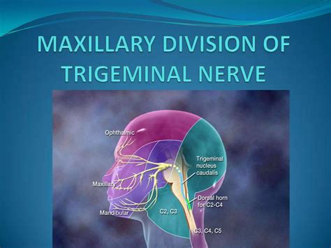 Trigeminal Nerve PPTX