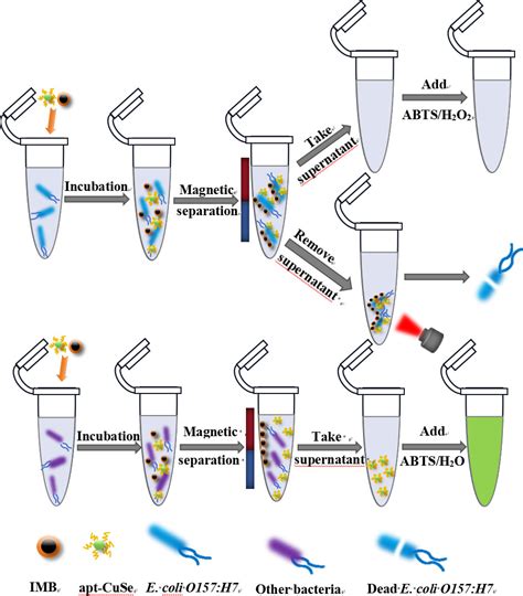 A Colorimetric Biosensor With Infrared Sterilization Based On Cuse Nanoparticles For The