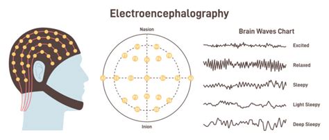 Biopsychology A Level Psychology