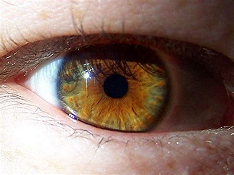 Hazel Eyes Gold Brown And Green Combo Most Beautiful Eye Color I
