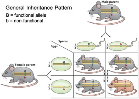 7 Biol 205 Modes Of Inheritance Flashcards Quizlet