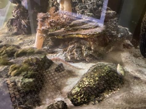 Eunicid Worm Or Bristle Worm Reef2reef