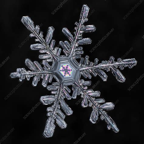 Dendrite Snowflake Stock Image C028 5876 Science Photo Library