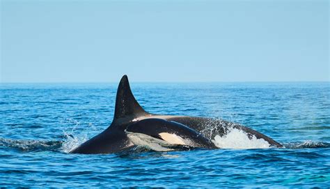 Use The Boolean Intersection Command For Ring Design By Tali