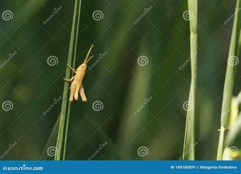 A Small Grasshopper Sits On A Thin Stem Stock Image Image Of Body