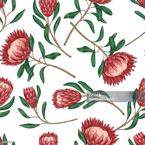 프로테아 열대 꽃 손으로 그린 벡터 원활한 패턴 이국적인 식물벽지 투명 한 배경에 빈티지 식물 장식 인쇄 카드 장식 직물 직물을
