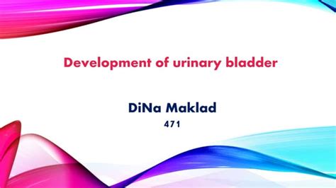 Urinary Bladder Anatomy Pptx
