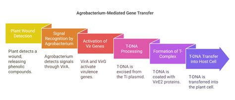 Understanding Agrobacterium Mediated Plant Transformation